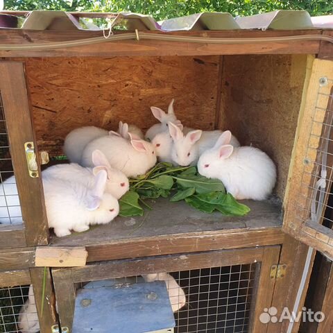 Кролик породы нзб