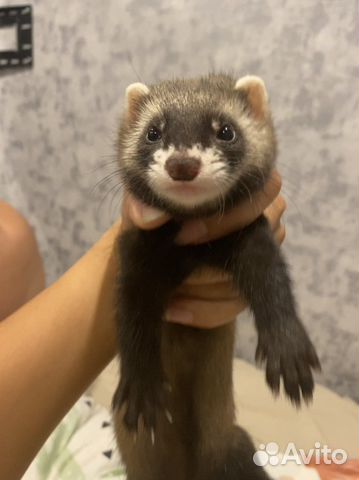Хорек