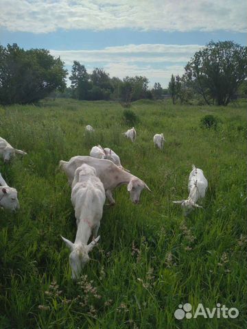 Зааненская козочка