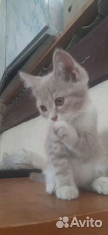 Кошки в добрые руки бесплатно