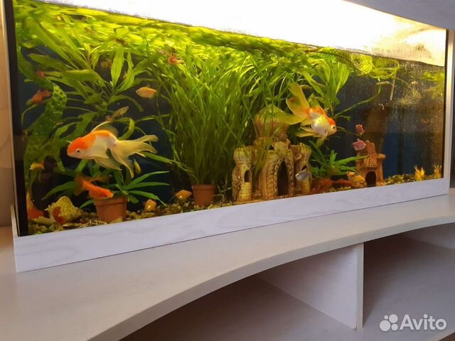 Золотая рыбка