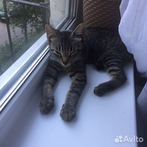 Смешной котёнок