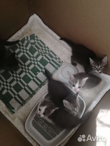 Котята от кошки мышеловки