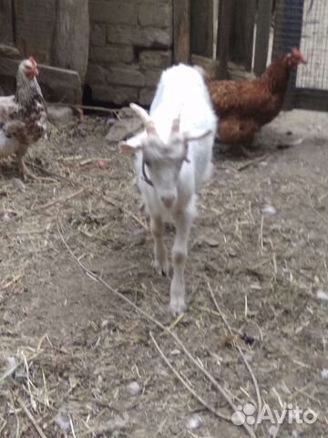 Зааненская коза