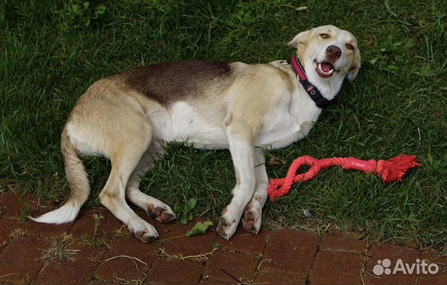 Собака Русская борзая