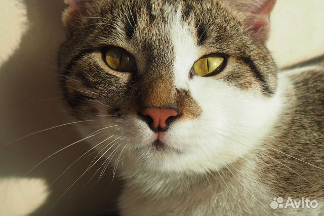 Котик Арчи в добрые руки