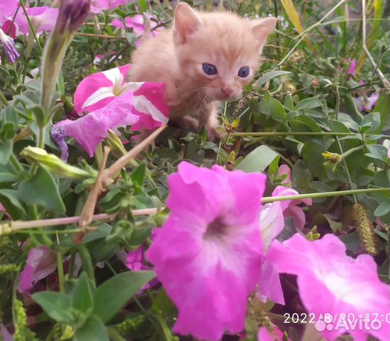 Отдам котёнка в хорошие руки