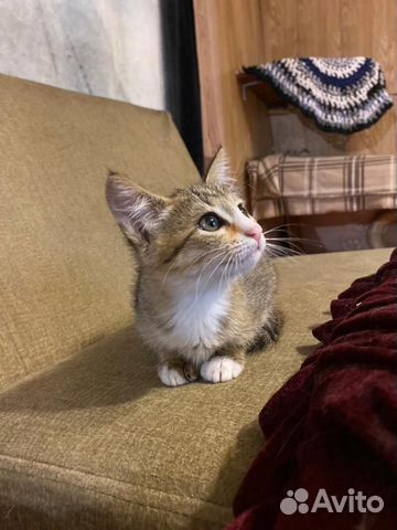 Котенок Рыся в добрые руки