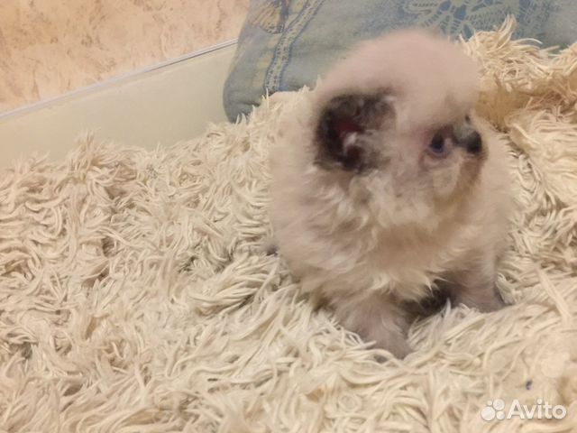 Персидская