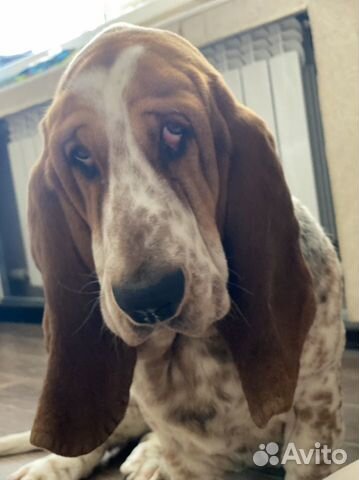 Бассет хаунд