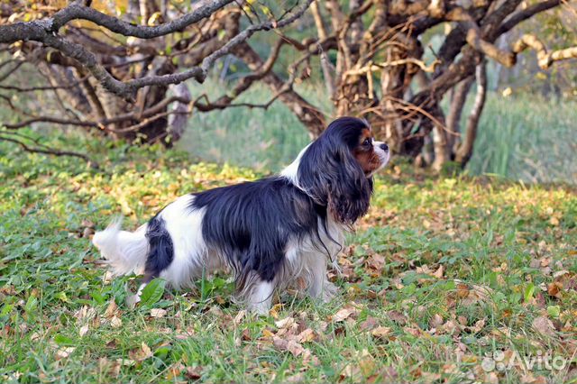 Для вязки предлагается кобель Кавалер Кинг
