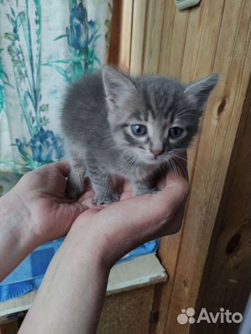 Кошка