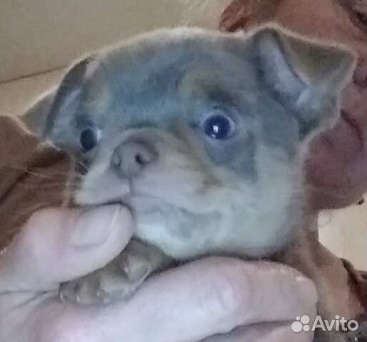 Чихуахуа щенки