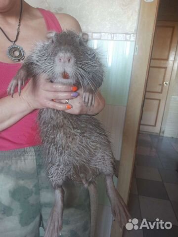 Племенной самец нутрии