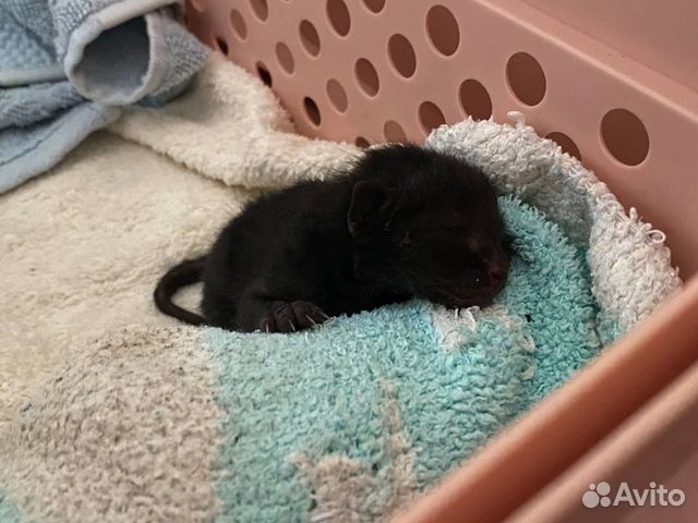 Ищем кормящую кошку для котенка