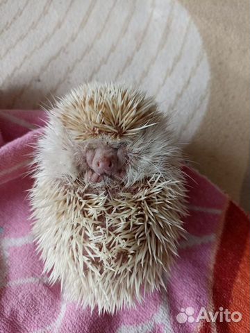 Резвый юажноафриканский белый еж