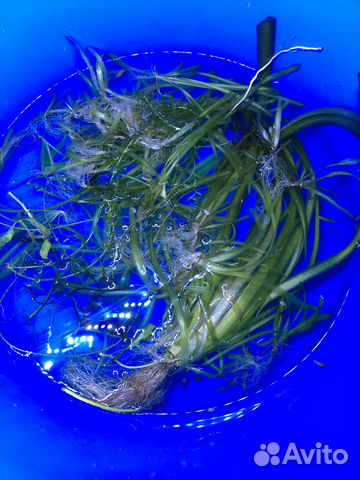 Отдам бесплатно прополку валлиснерии