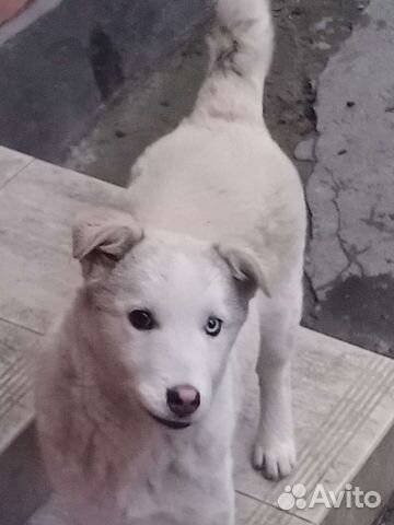 Собаки бесплатно в добрые руки