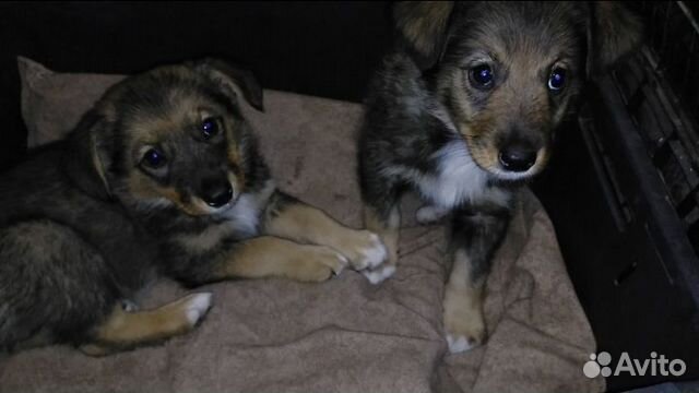 Двое из ларца - одинаковых с лица