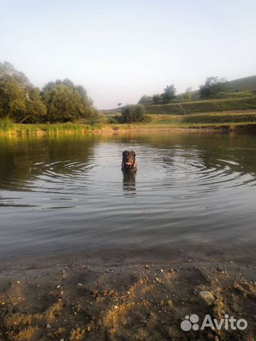 Азиатская овчарка