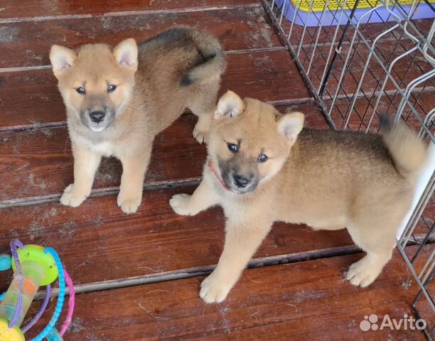 Щенки сиба ину мальчики