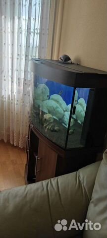 Аквариум с тумбой juwel 180 л,со всем содержимым