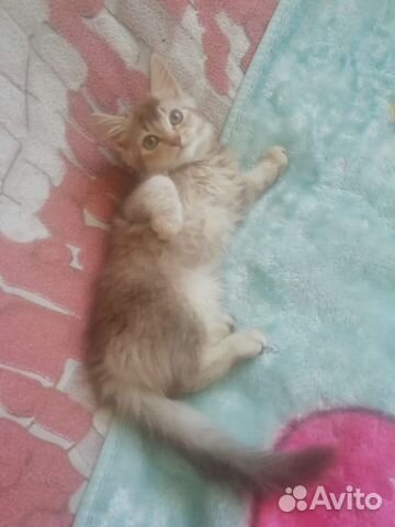 Британская кошечка