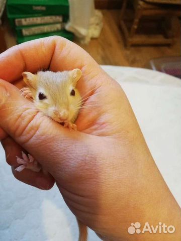 Песчанка бесплатно