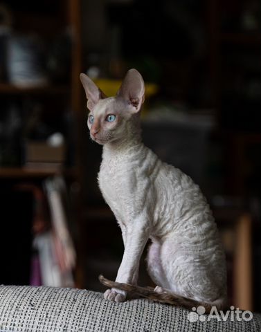 Котёнок корниш-рекс, девочка, 4 месяца