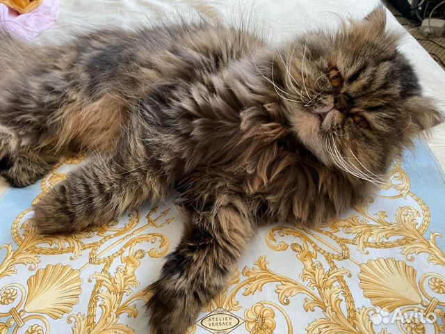 Персидская кошка