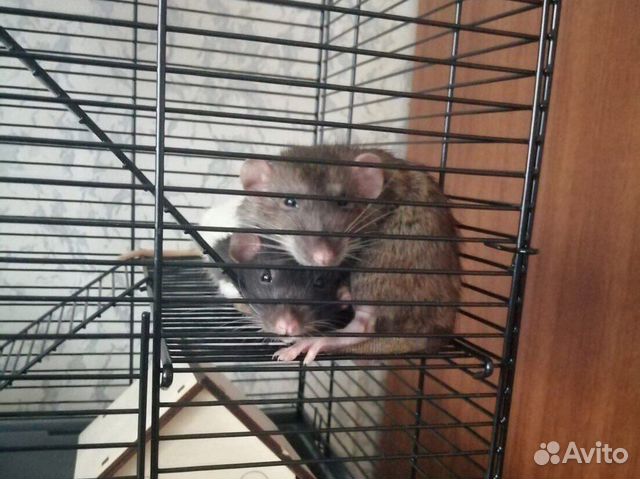 Взрослые крысы