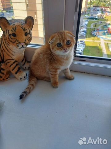 Золотой тикированный котенок