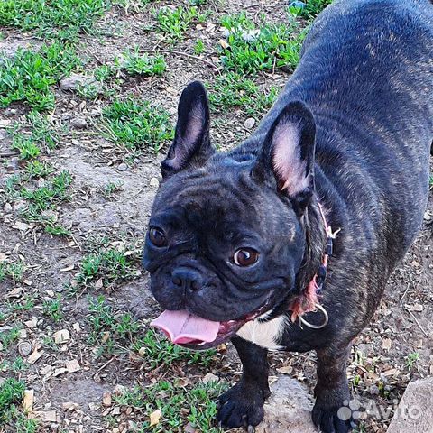 Шикарная девочка Французского бульдога