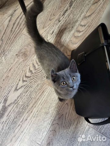 Шотландский котенок