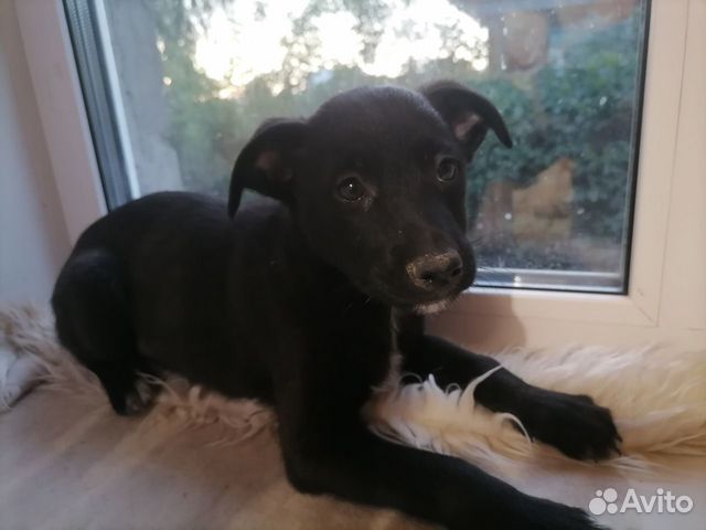 Отдам в добрые руки