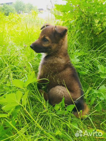 Отдам бесплатно щенка