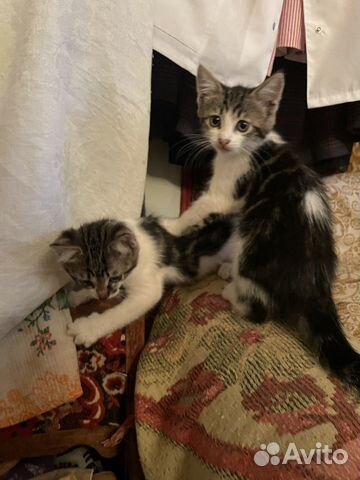 Котята, два брата ищут дом