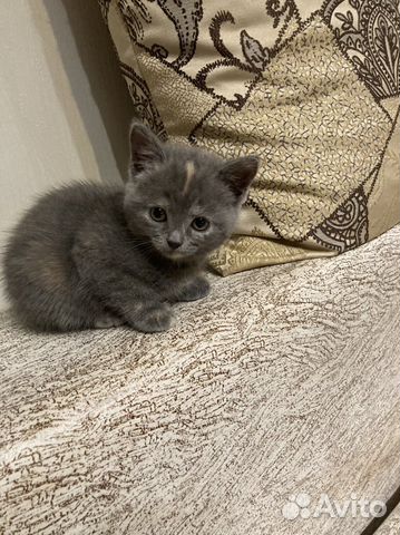 Британские вислоухие котята серые
