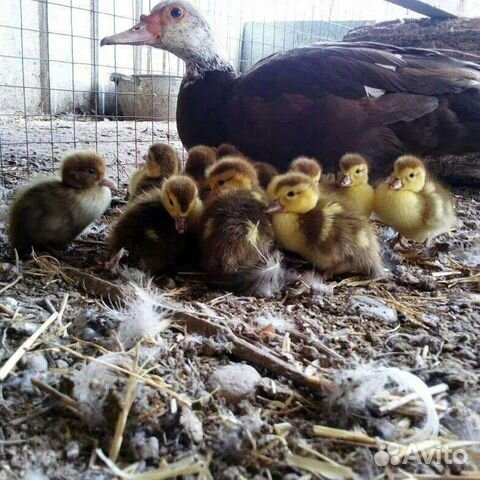 Индоутята суточные