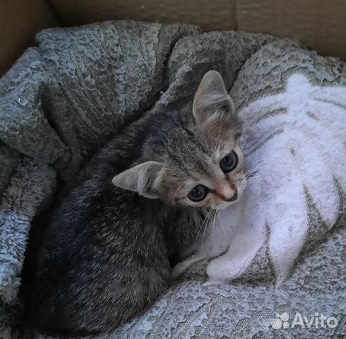 Котенок девочка Таисия, 1,5 месяца