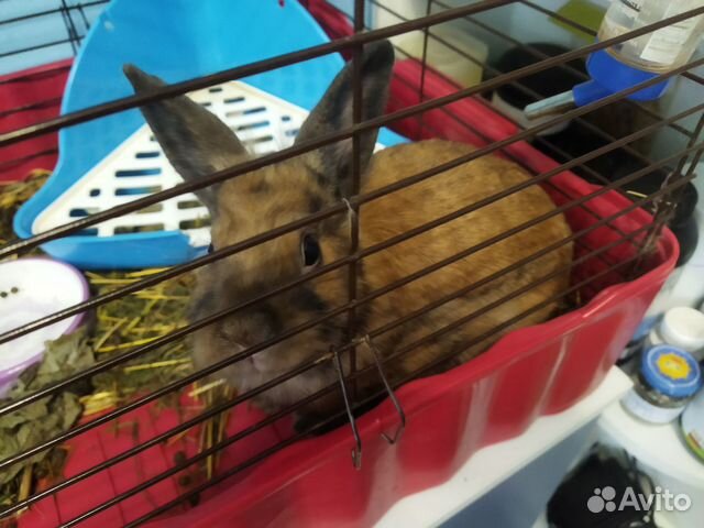 Декоративный Кролик