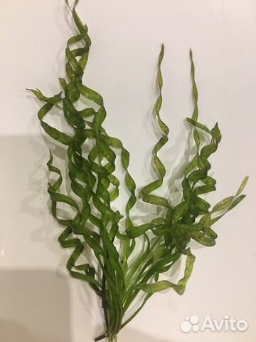 Эхинодорус Везувий