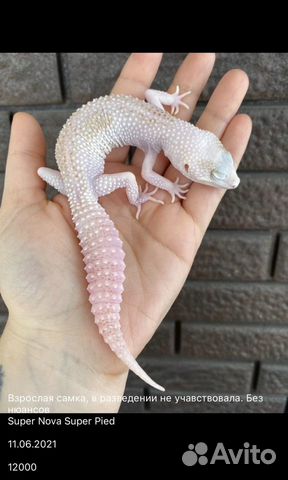 Взрослые эублефары. Самки и самец