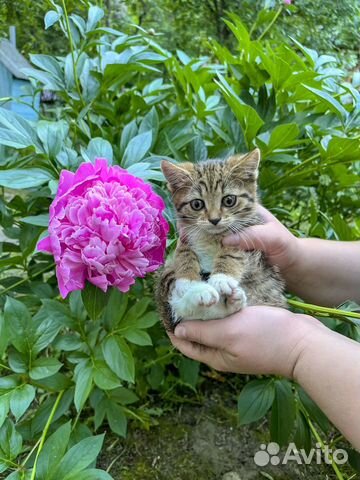 Котенок девочка с прививкой