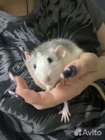 Крысы дамбо