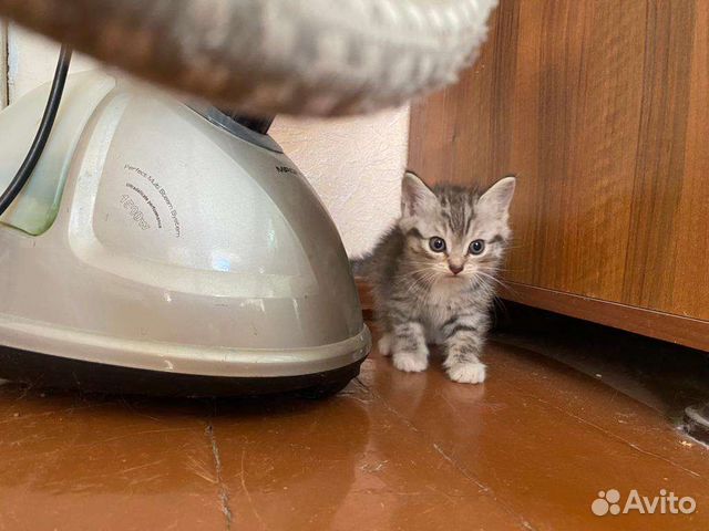 Кошки в добрые руки породистые