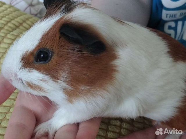 Морская свинка