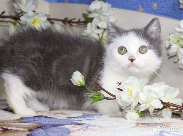 Котята манчкин