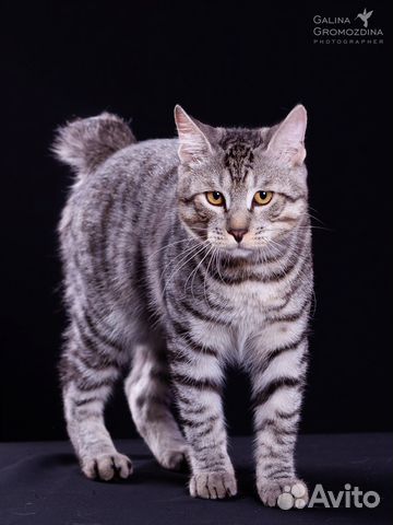 Короткошёрстный котёнок котик для семьи