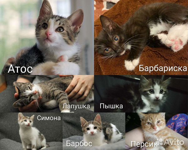 Маленькие котята ищут дом. Пушистая,рыжий,ласковый
